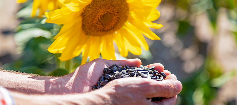 CareYourWay's Sunflower Growing Competition | CareYourWay